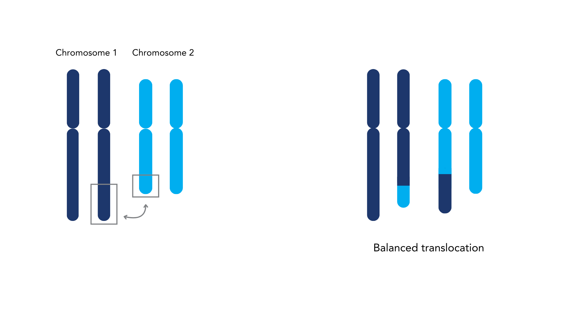 percept NIPT for translocation carriers